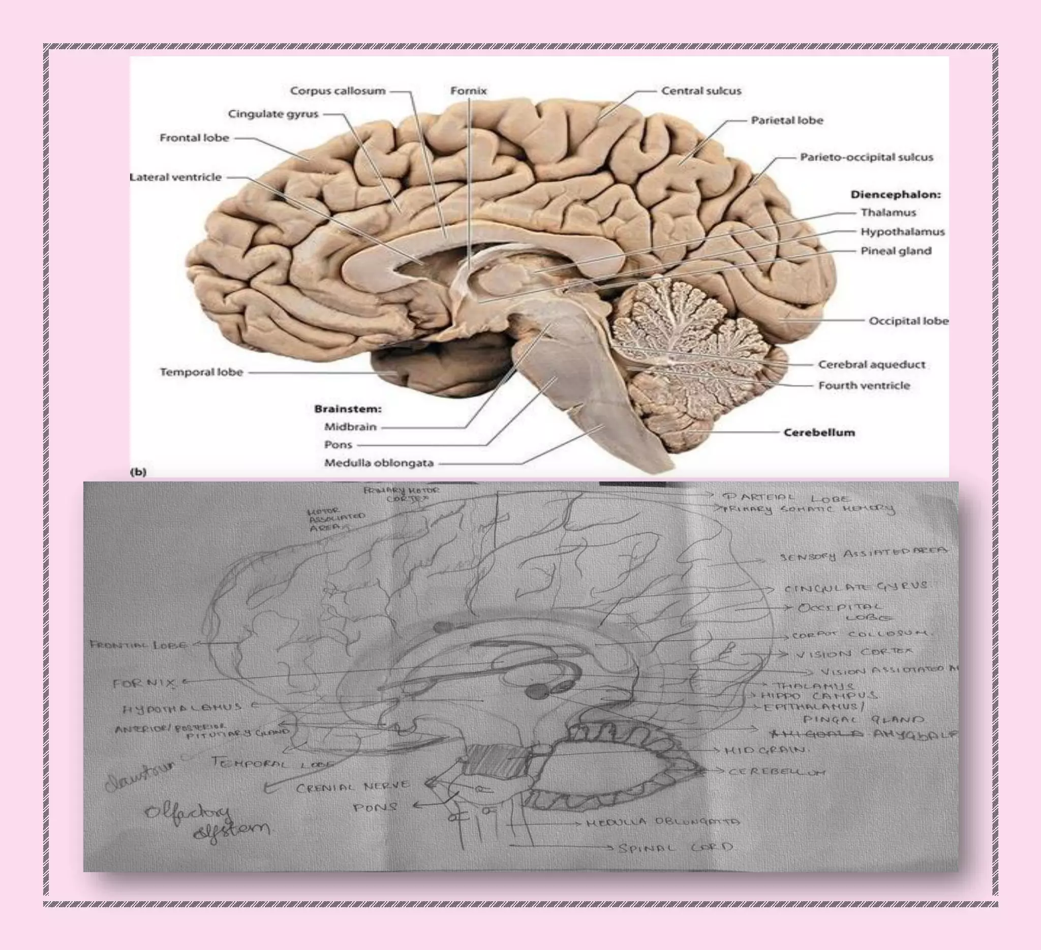 Brain anatomy and physiology | PDF