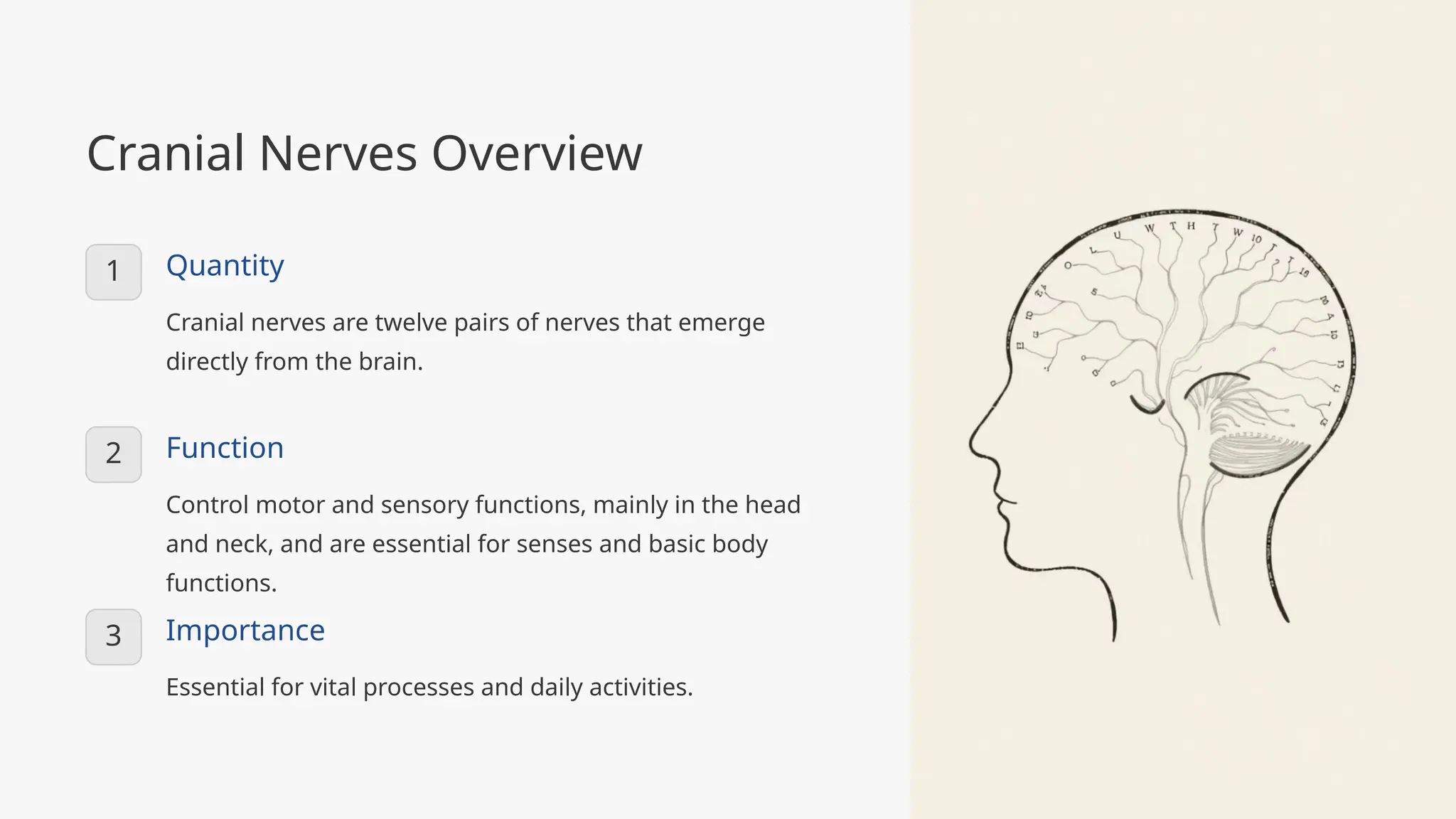 Brain-and-Cranial-Nerve-Functions (3).pptx