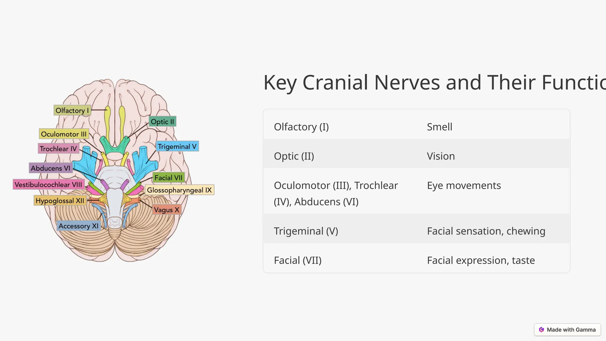 Brain-and-Cranial-Nerve-Functions (3).pptx