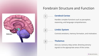 Brain-and-Cranial-Nerve-Functions (3).pptx