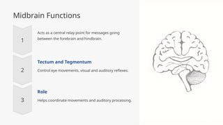 Brain-and-Cranial-Nerve-Functions (3).pptx