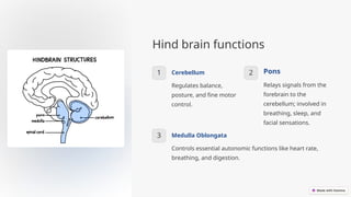 Brain-and-Cranial-Nerve-Functions (3).pptx