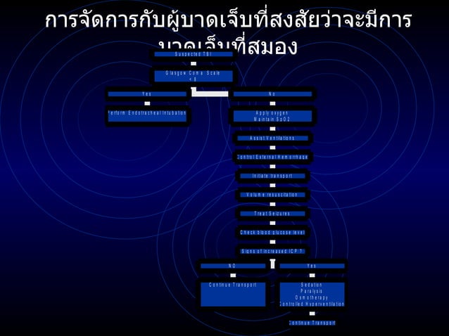 Brain And Craniofacial (Thai) | PPT