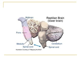 Brain and Its Functions- Part 1 | PPT