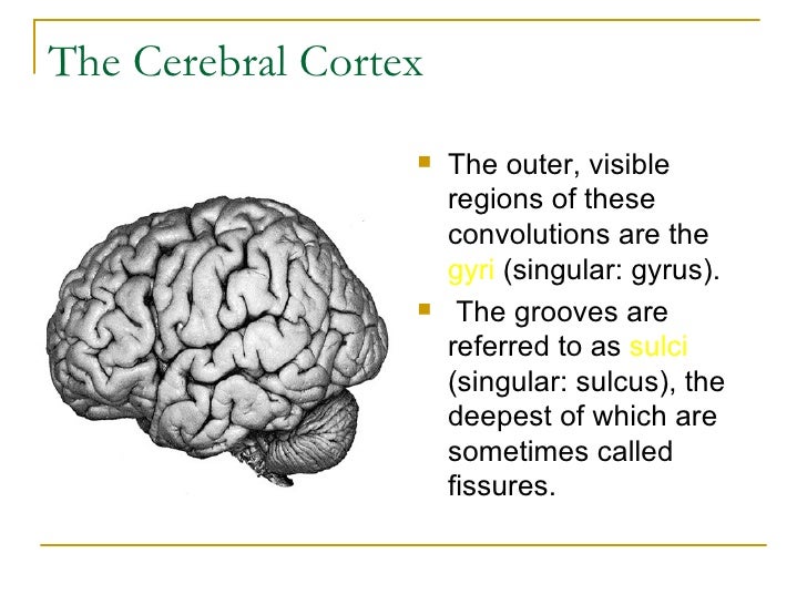 Brain and Its Functions- Part 2