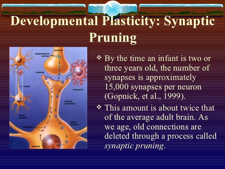 Brain and Its Functions- Part 3