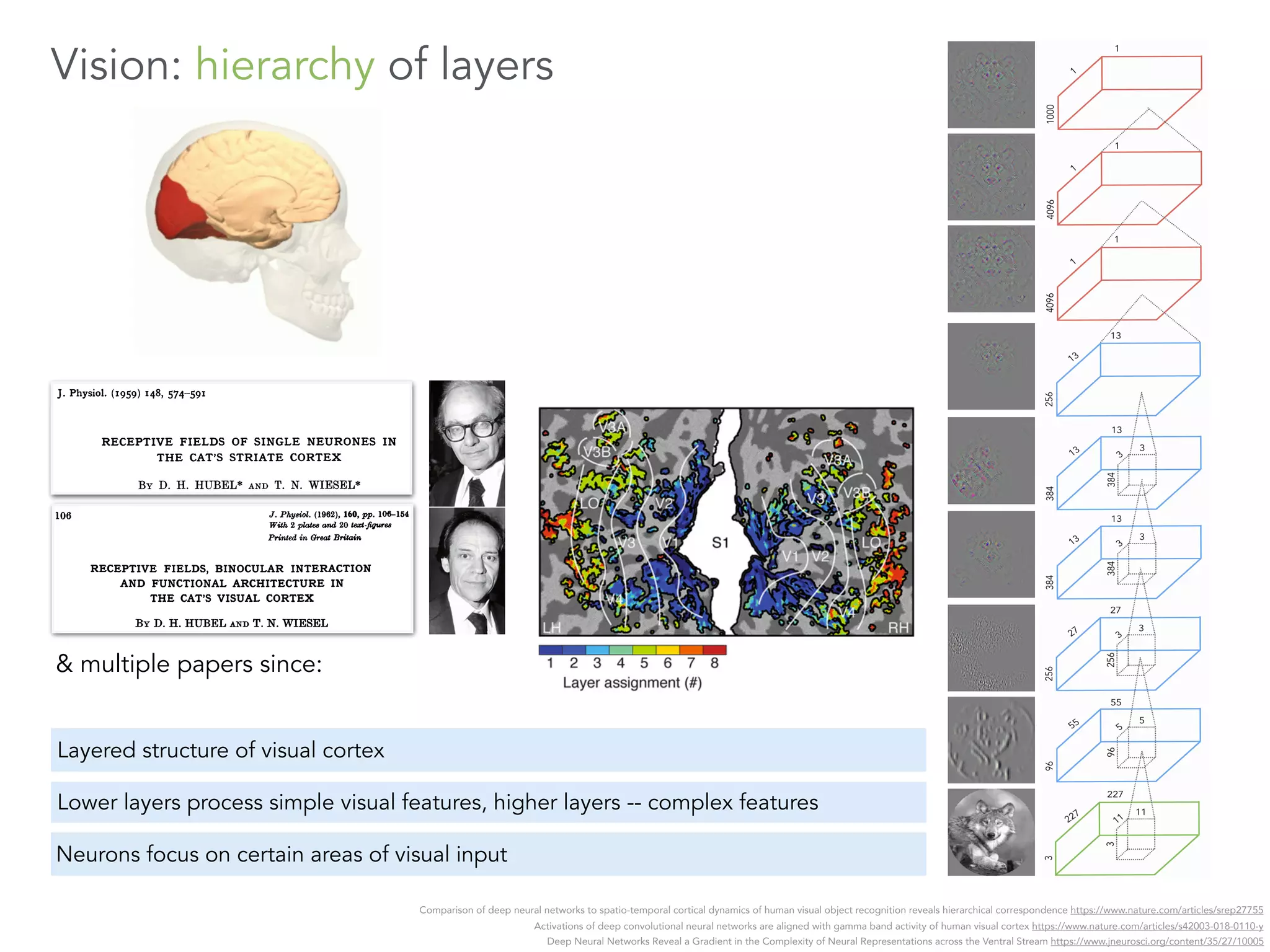 The Brain and the Modern AI: Drastic Differences and Curious ...