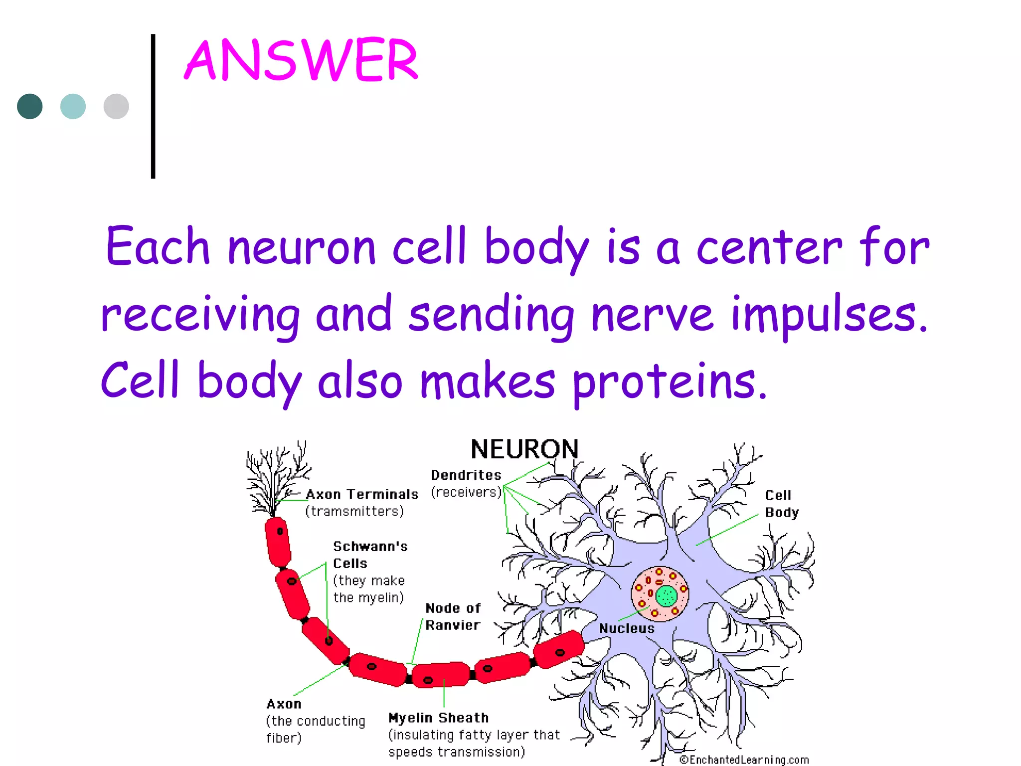 Brain And Nervous System | PPT | Free Download