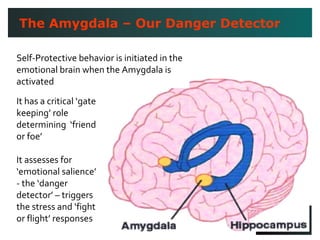 A Brain-based Approach to Understanding Conflict Styles: and why we ...