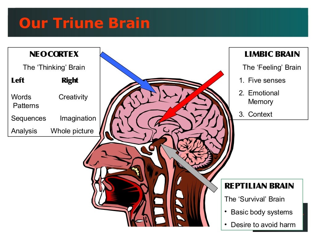 Psychotic Brain Scan