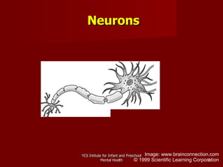 Brain Development | PPT