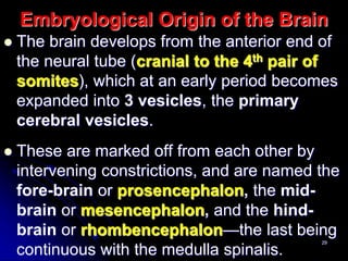 BRAIN-EMBRYOLOGY-2-2.ppt.. . | PPT