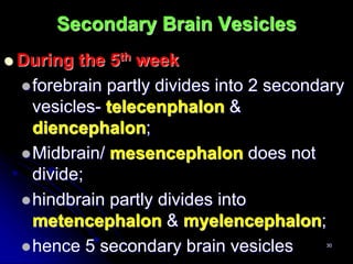 BRAIN-EMBRYOLOGY-2-2.ppt.. . | PPT