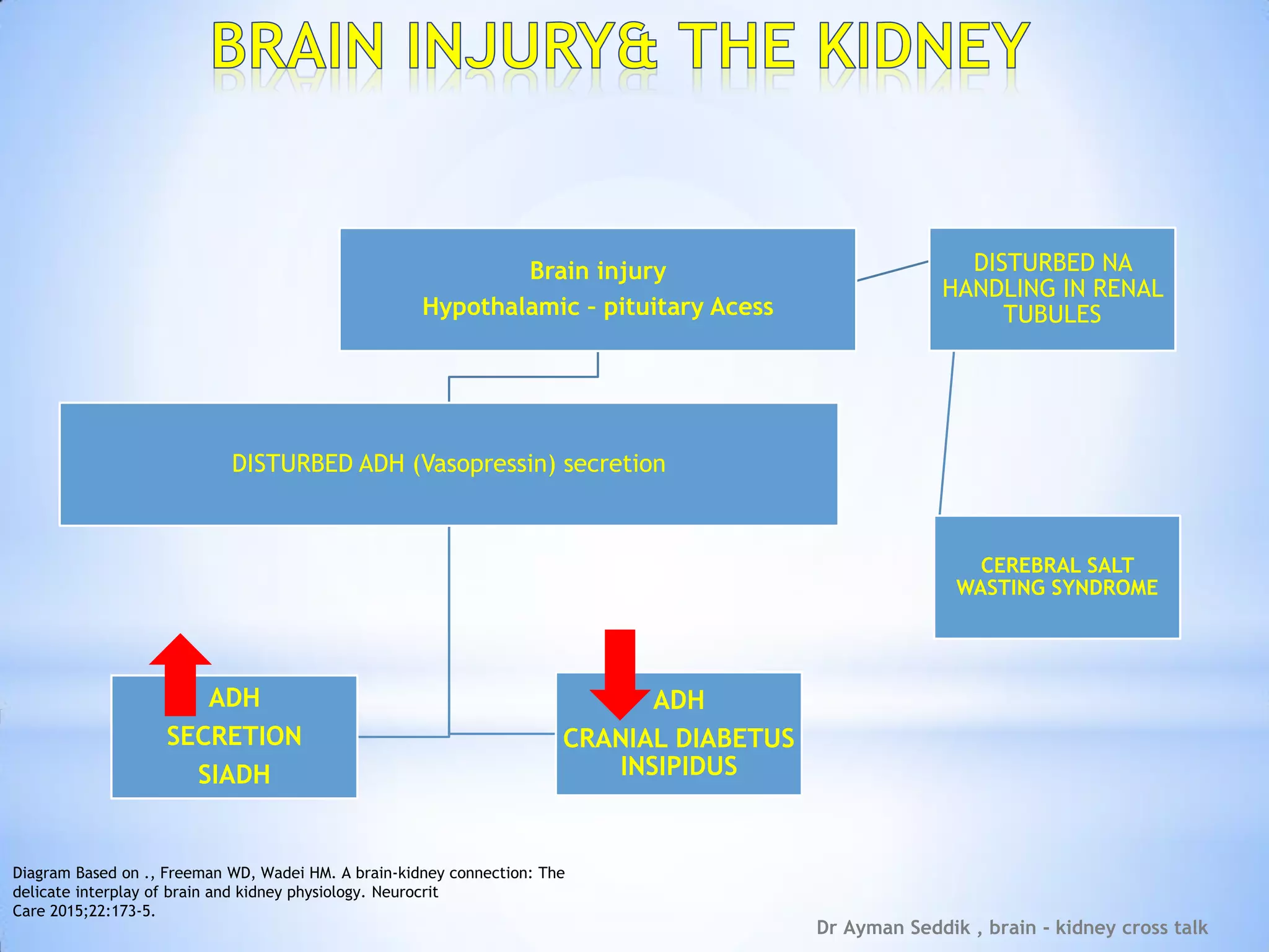 Brain kidney cross talk final 2016 | PDF