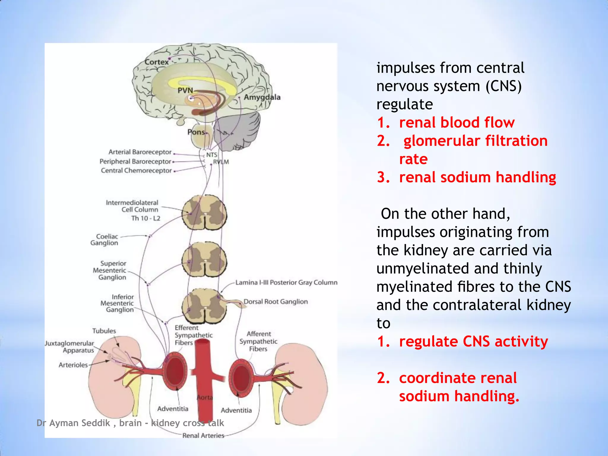 Brain kidney cross talk final 2016 | PDF