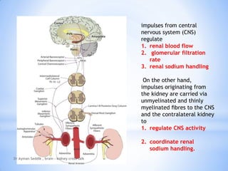 Brain kidney cross talk final 2016 | PDF