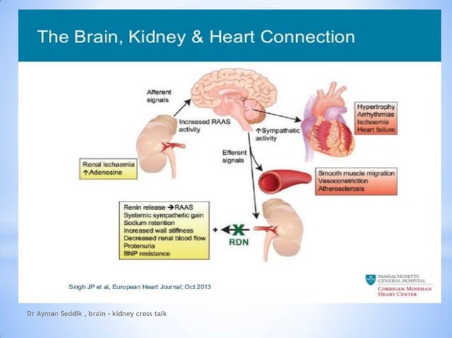 Brain kidney cross talk final 2016 | PPT