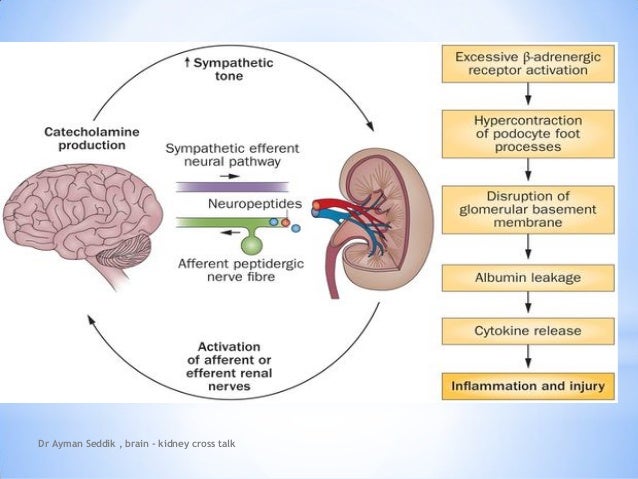 Brain kidney cross talk final 2016