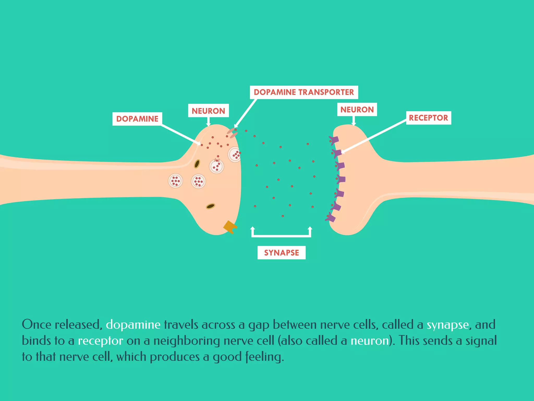 How Does Crack Cocaine Affect the Brain? | PDF