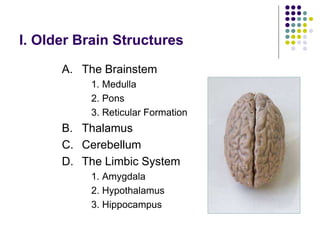 Brain | PPT