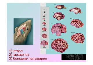 Brain present | PPT