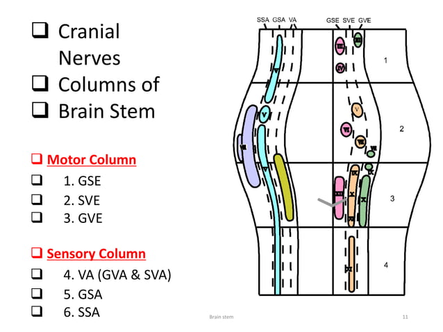 Brain stem | PPT