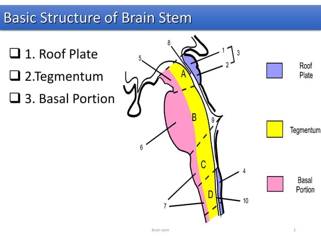 Brain stem | PPT