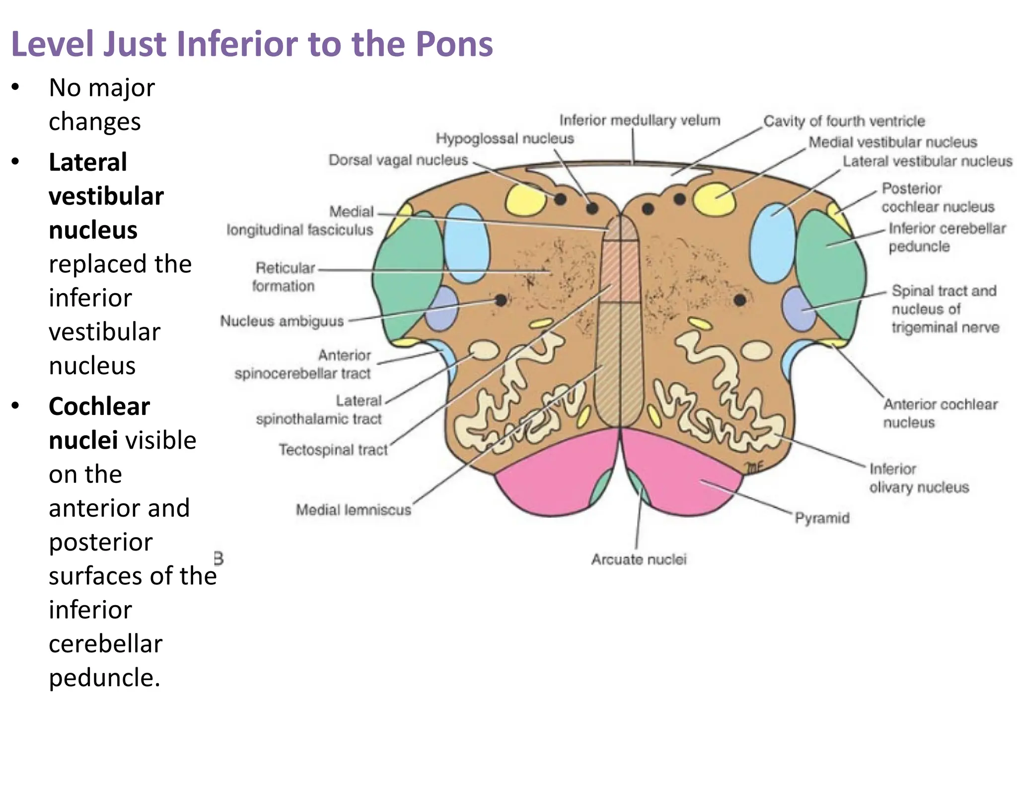 Brain-stem-slides brain stem sbrain stem | PDF
