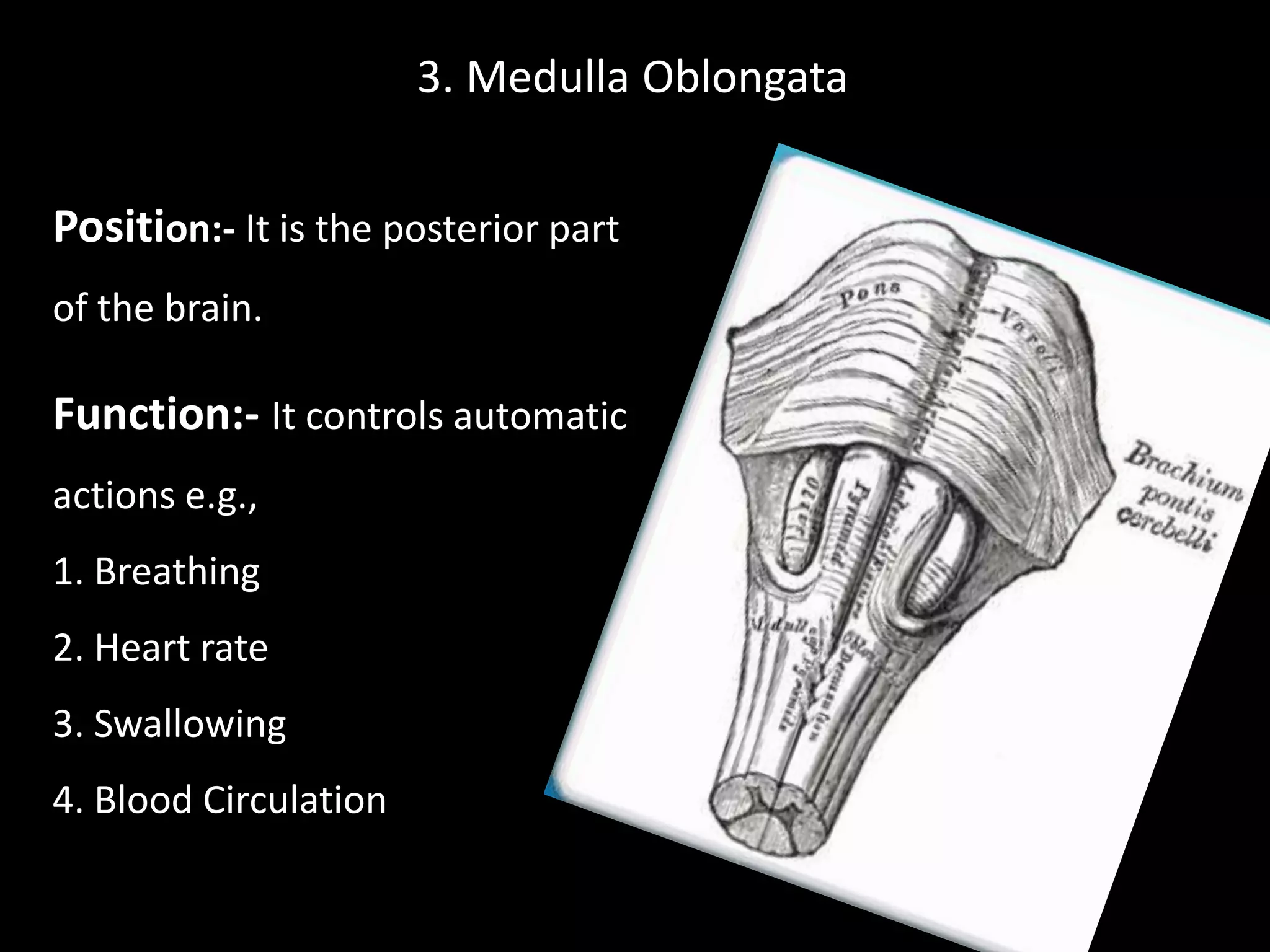 Brain:-structure and function | PPTX