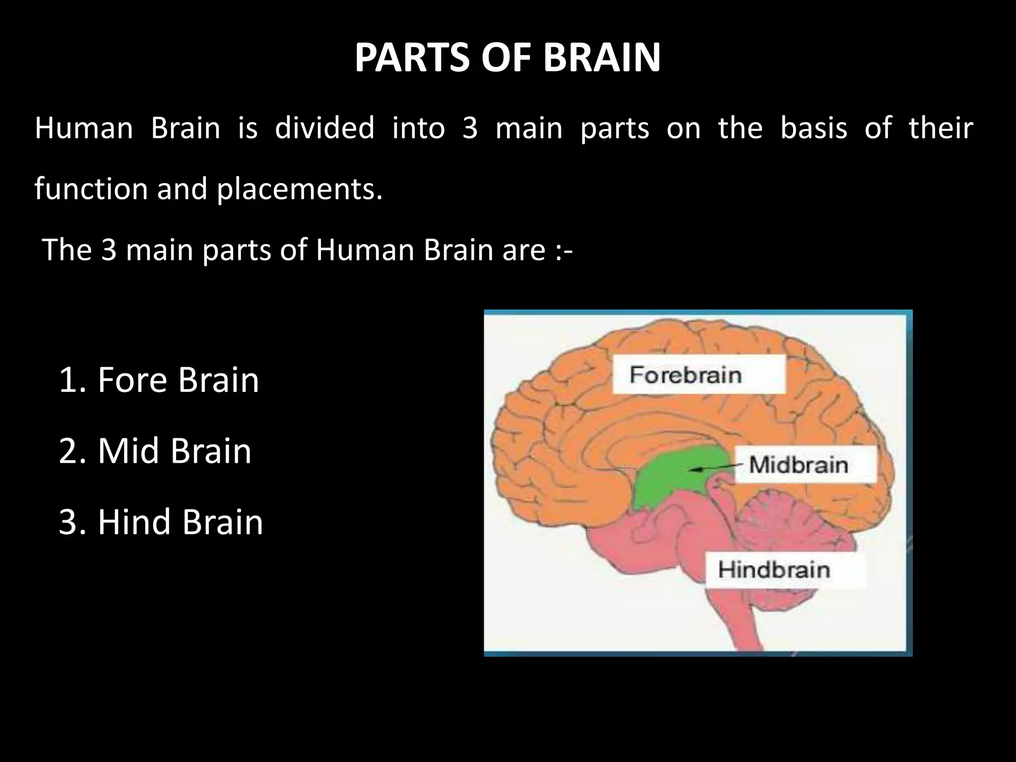Brain:-structure and function | PPTX