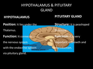 Brain:-structure and function | PPTX