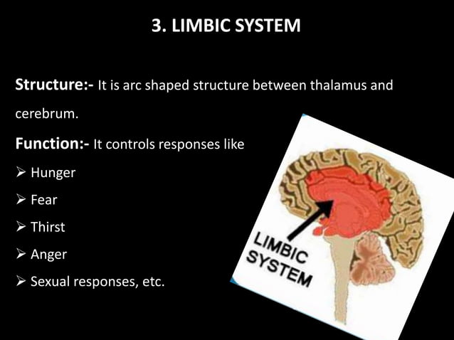 Brain:-structure and function | PPTX