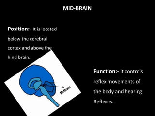Brain:-structure and function | PPTX