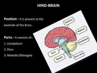 Brain:-structure and function | PPTX