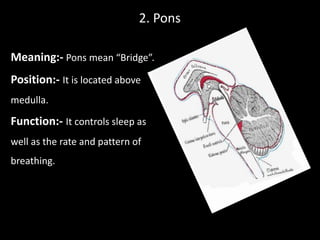 Brain:-structure and function | PPTX
