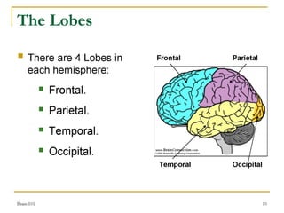 Brain 101 | PPT