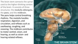 brain 15 min ppt .pdf