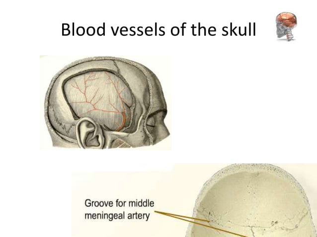 Brain Anatomy | PPTX | Brain and Nervous System Disorders | Diseases ...