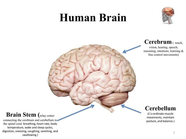Brain Anatomy | PPTX | Brain and Nervous System Disorders | Diseases ...