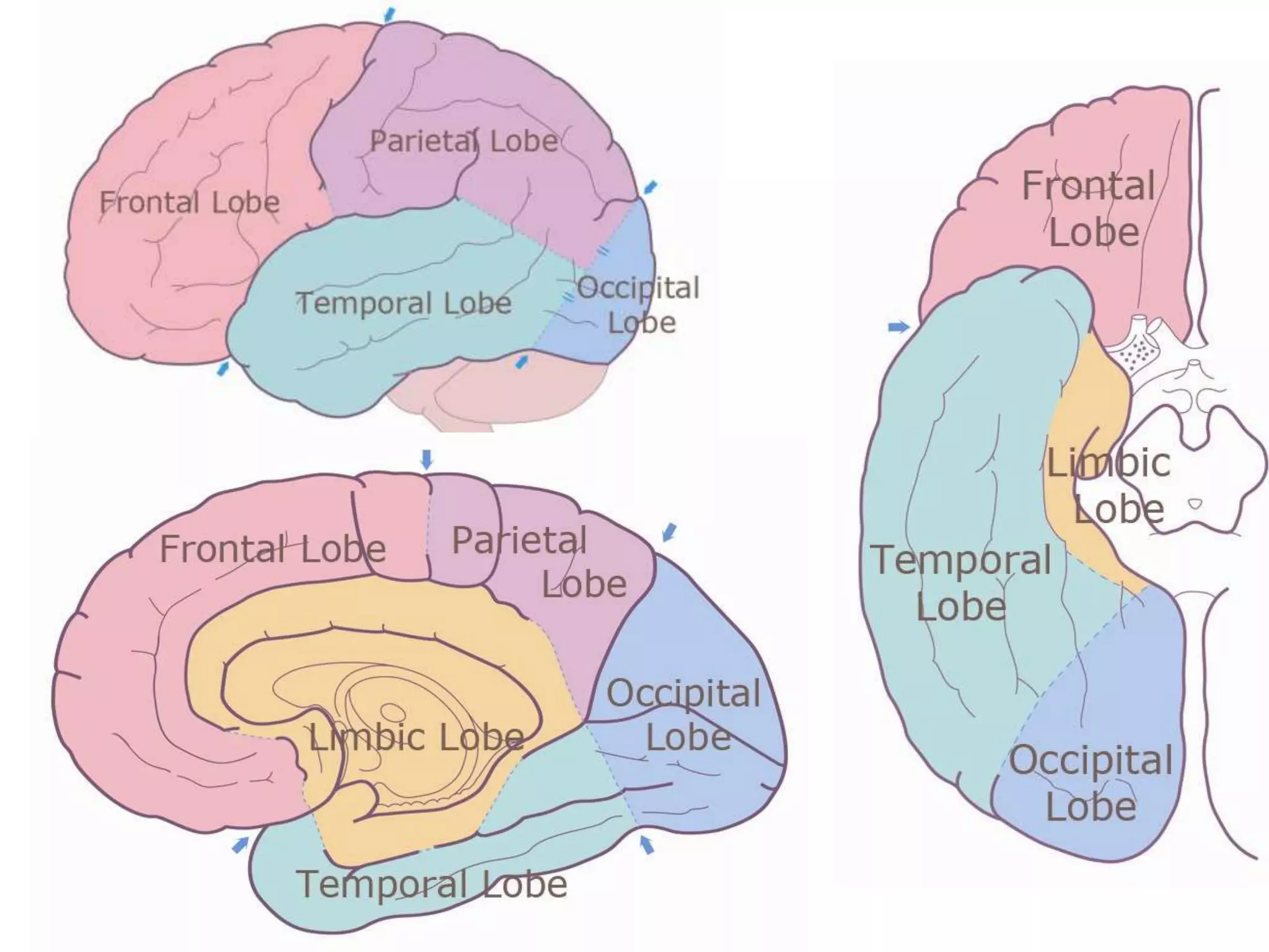 Anatomy of brain sulcus and gyrus - Dr.Sajith MD RD | PPTX