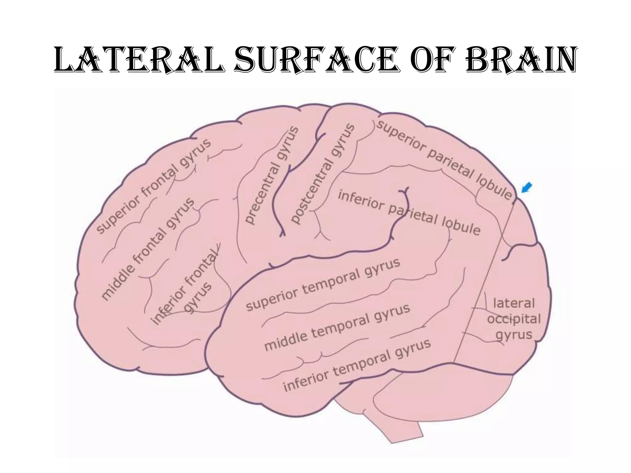 Anatomy of brain sulcus and gyrus - Dr.Sajith MD RD | PPTX