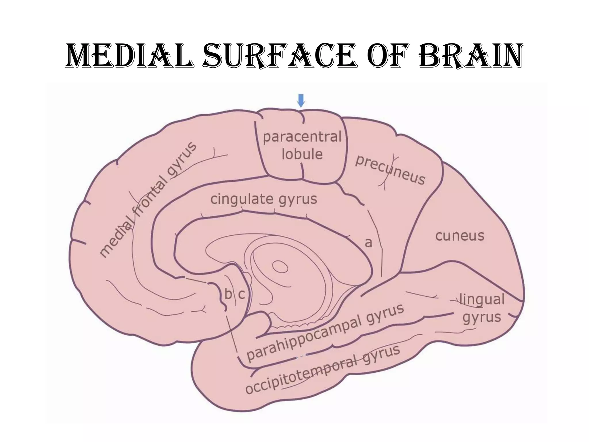 Anatomy of brain sulcus and gyrus - Dr.Sajith MD RD | PPTX
