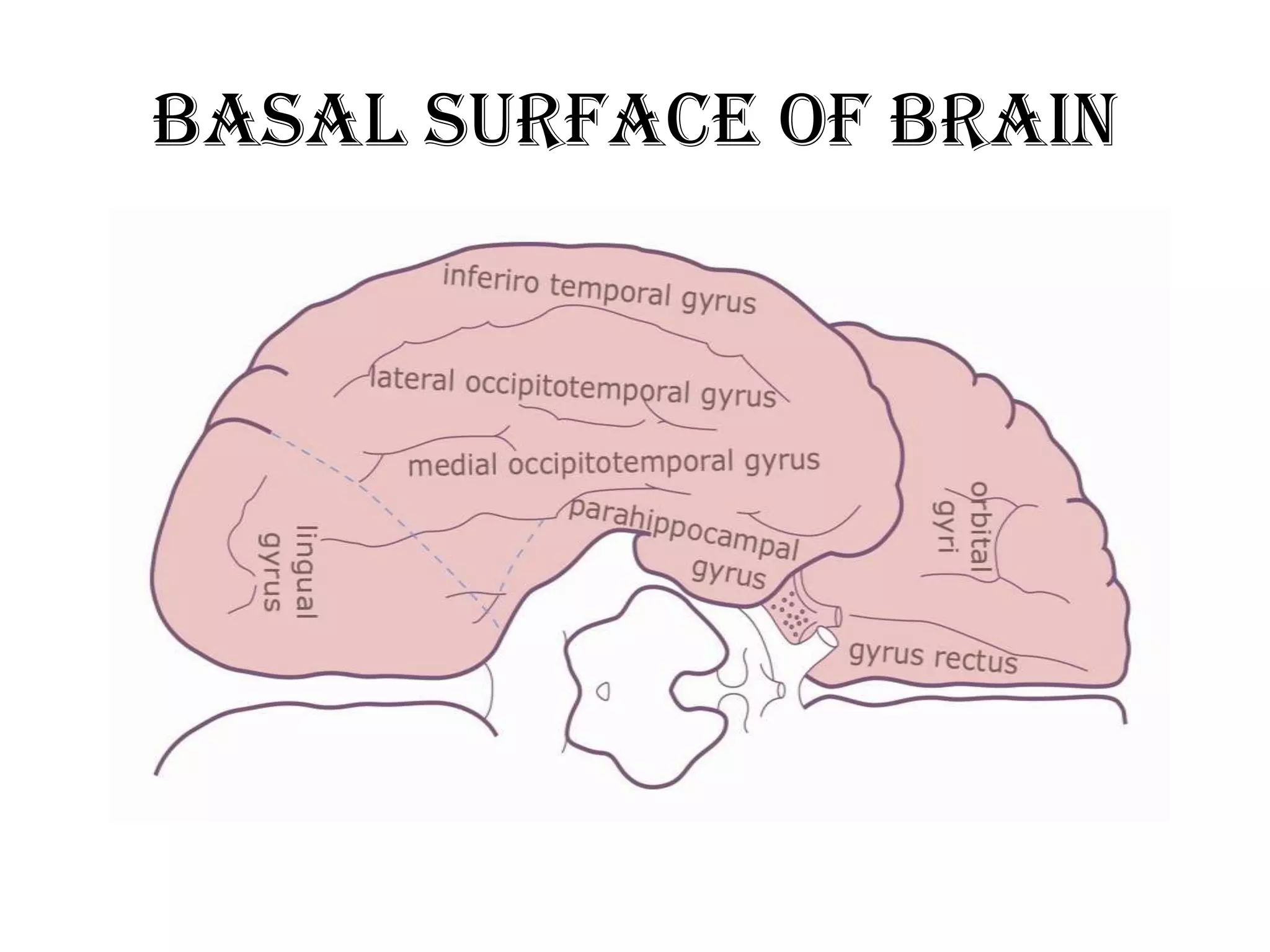 Anatomy of brain sulcus and gyrus - Dr.Sajith MD RD | PPTX | Brain and ...