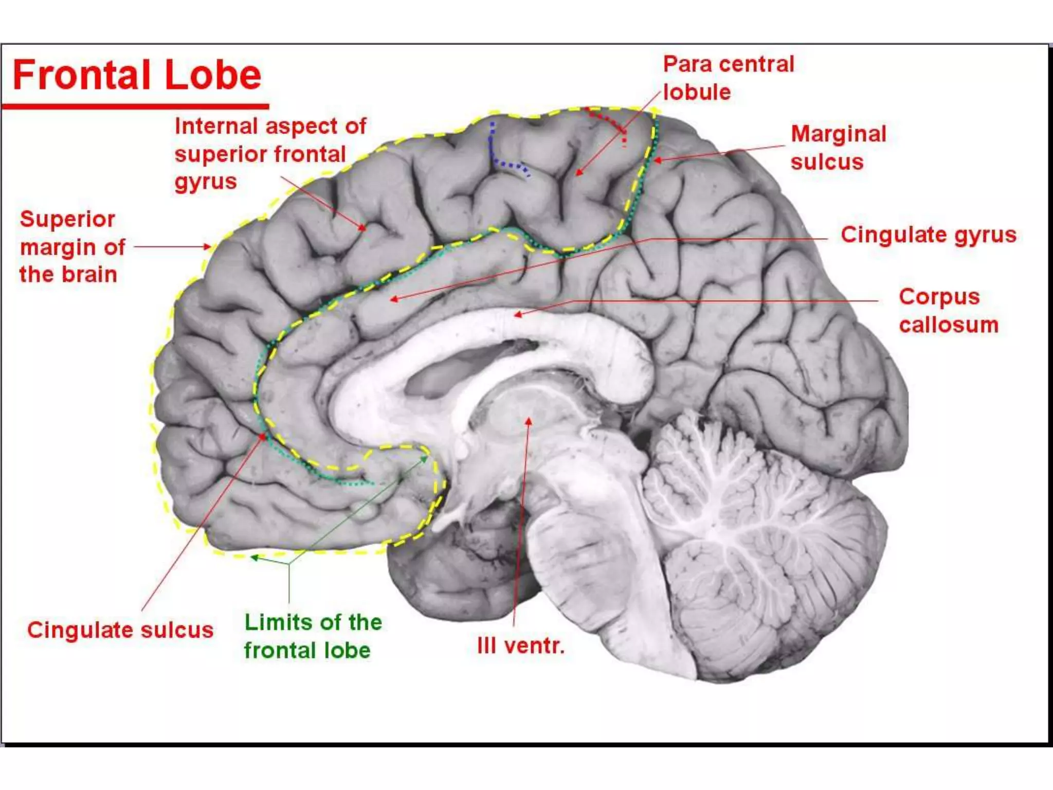 Anatomy of brain sulcus and gyrus - Dr.Sajith MD RD | PPTX