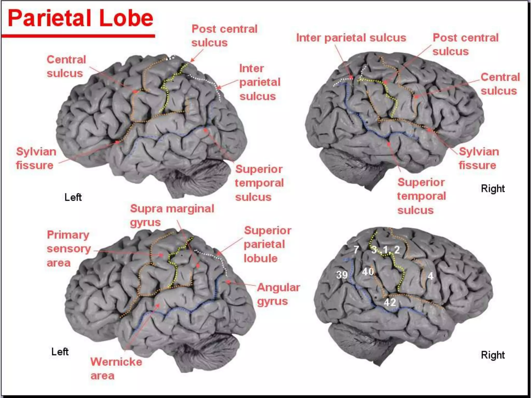 Anatomy of brain sulcus and gyrus - Dr.Sajith MD RD | PPTX