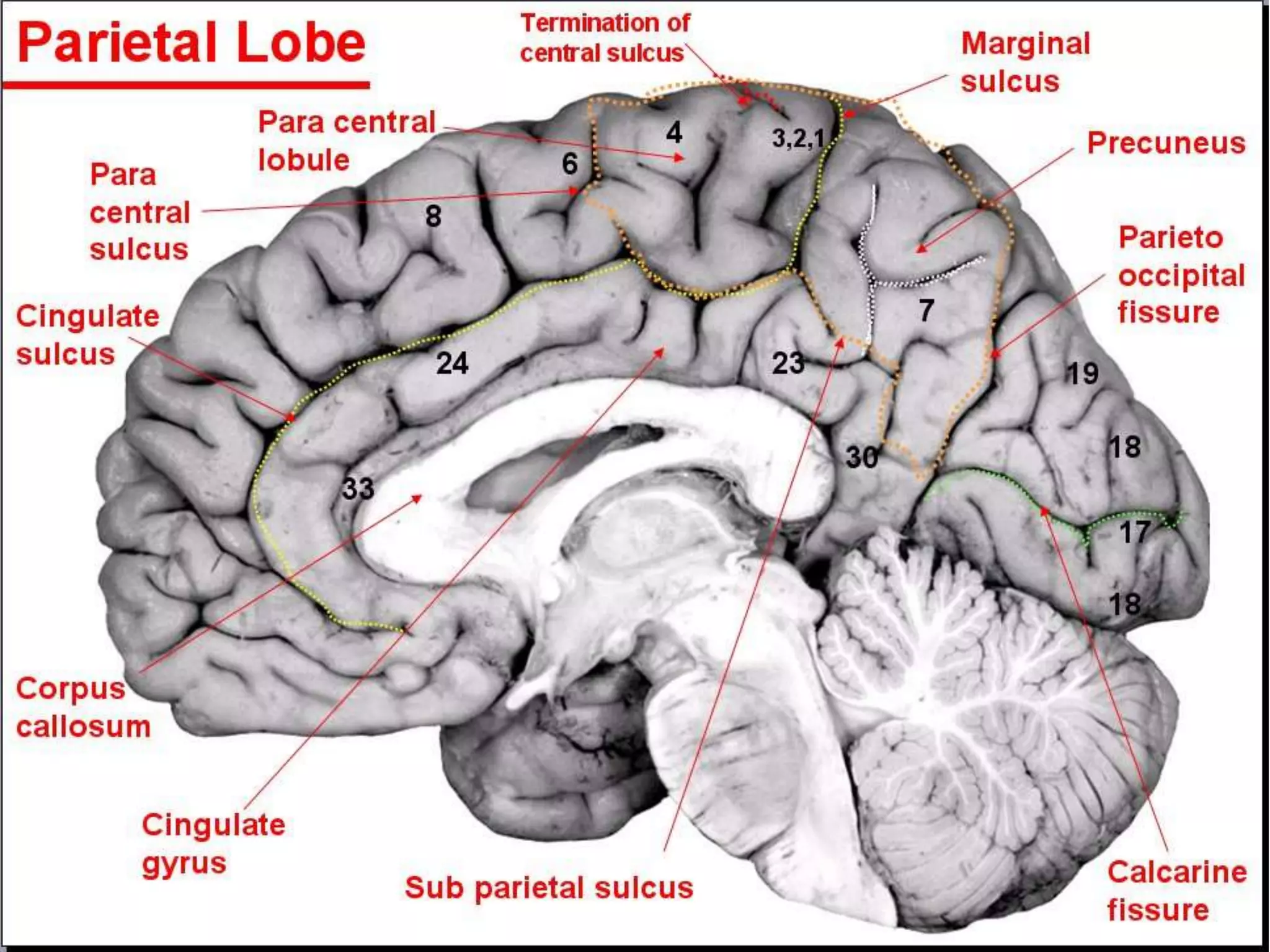Anatomy of brain sulcus and gyrus - Dr.Sajith MD RD | PPTX