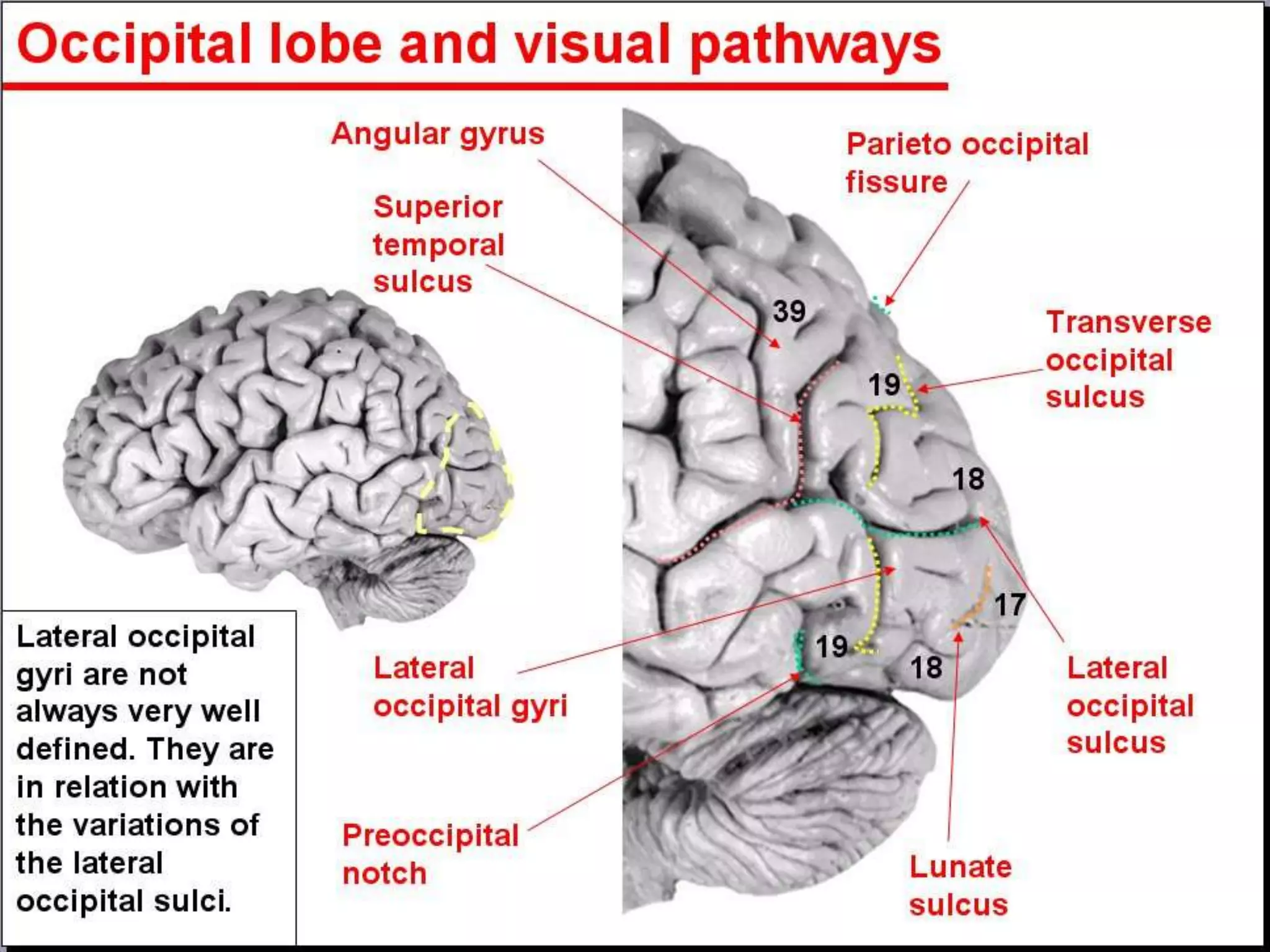 Anatomy of brain sulcus and gyrus - Dr.Sajith MD RD | PPTX | Brain and ...