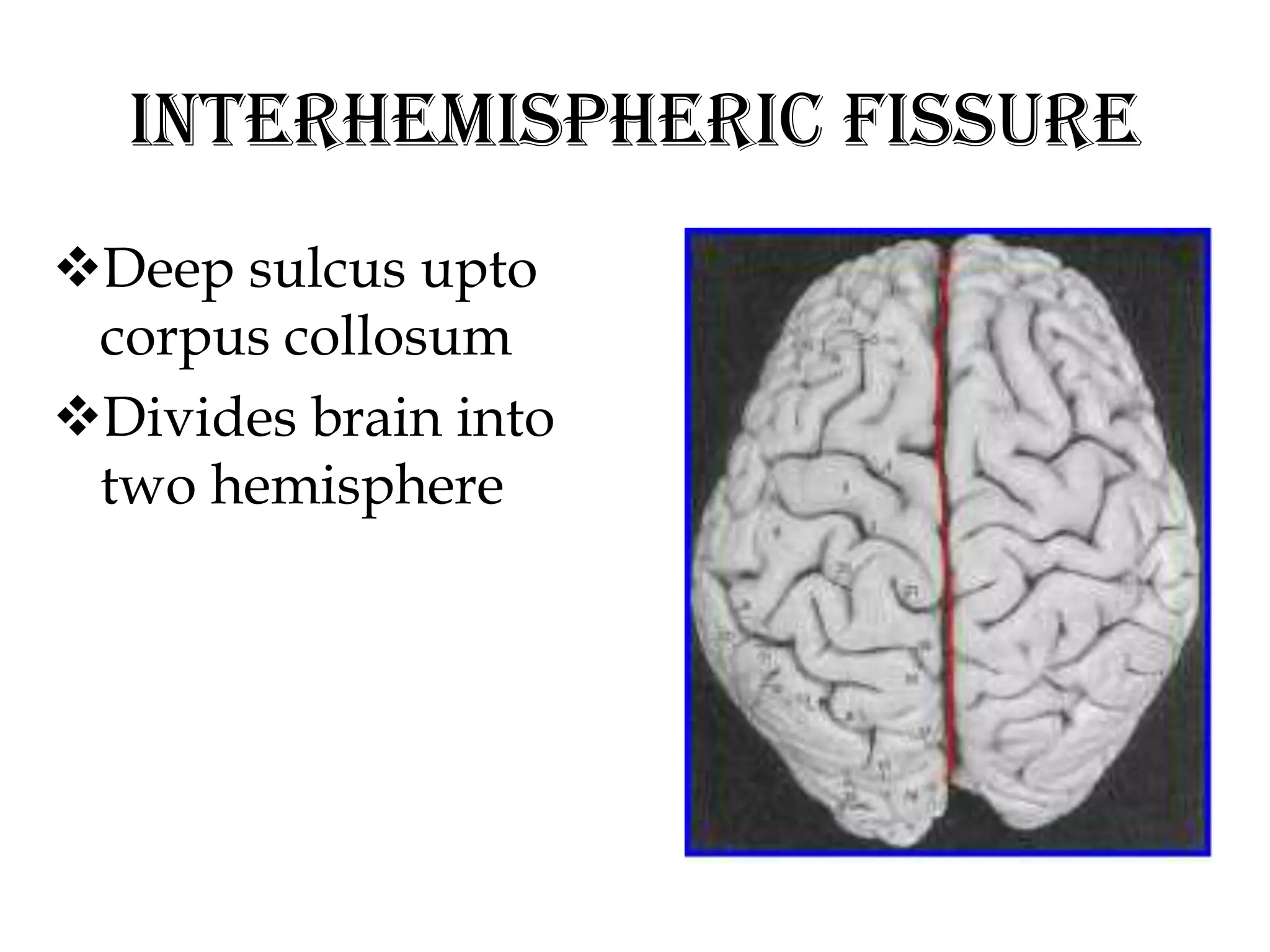 Anatomy of brain sulcus and gyrus - Dr.Sajith MD RD | PPTX