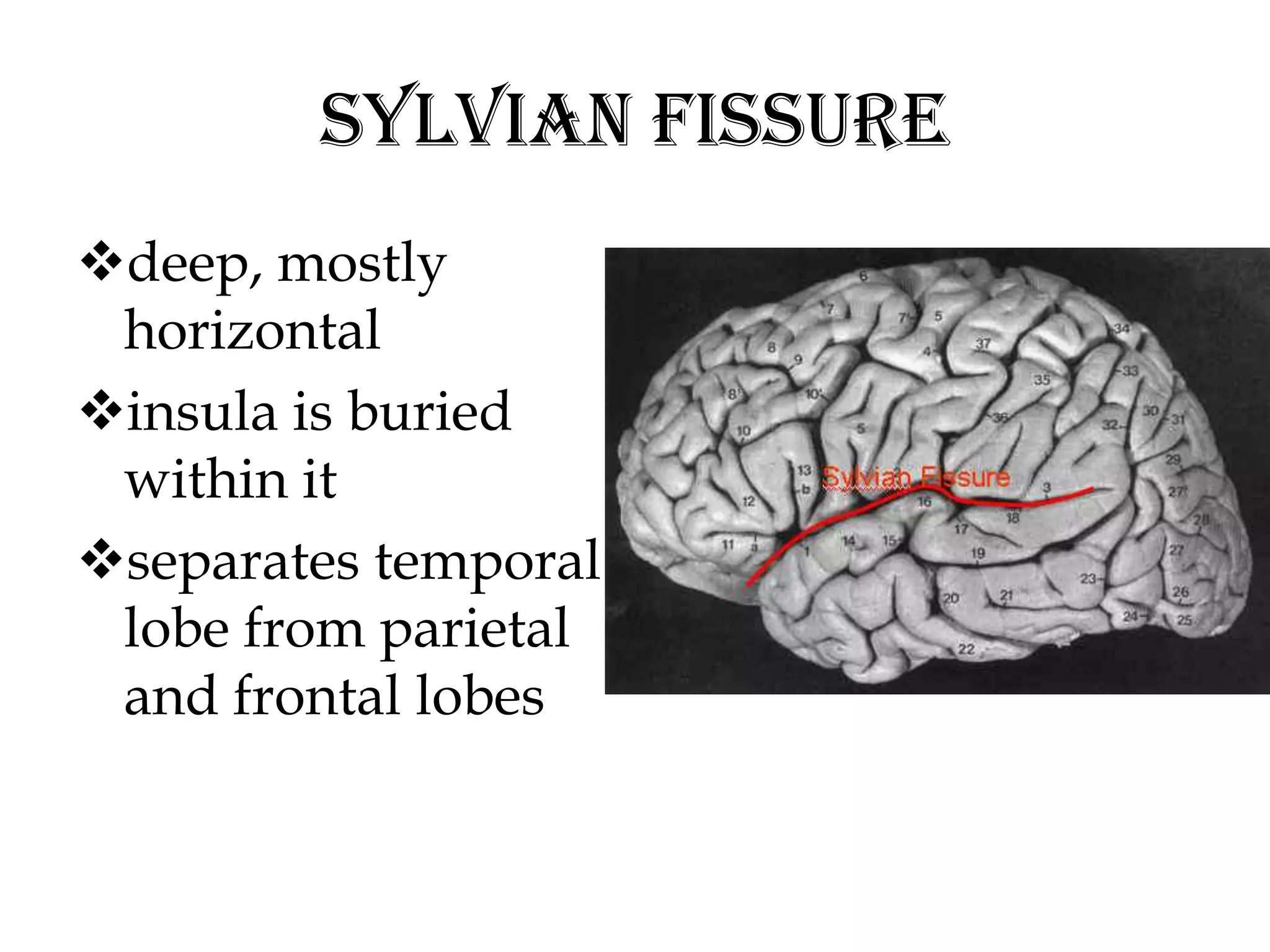 Anatomy of brain sulcus and gyrus - Dr.Sajith MD RD | PPTX