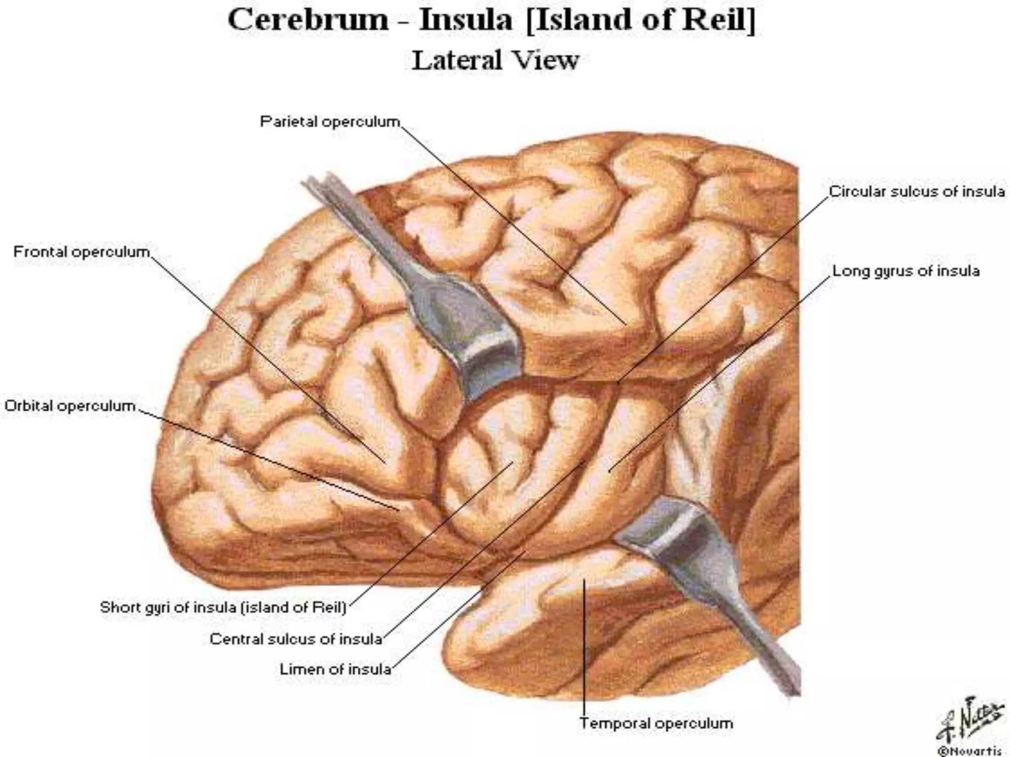 Anatomy of brain sulcus and gyrus - Dr.Sajith MD RD | PPTX